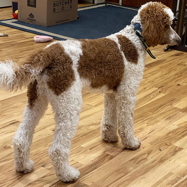 Our Dogs – Celtic Doods
